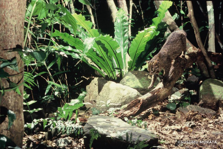 Iriomote Cat – Japan Tiger Elephant Organization