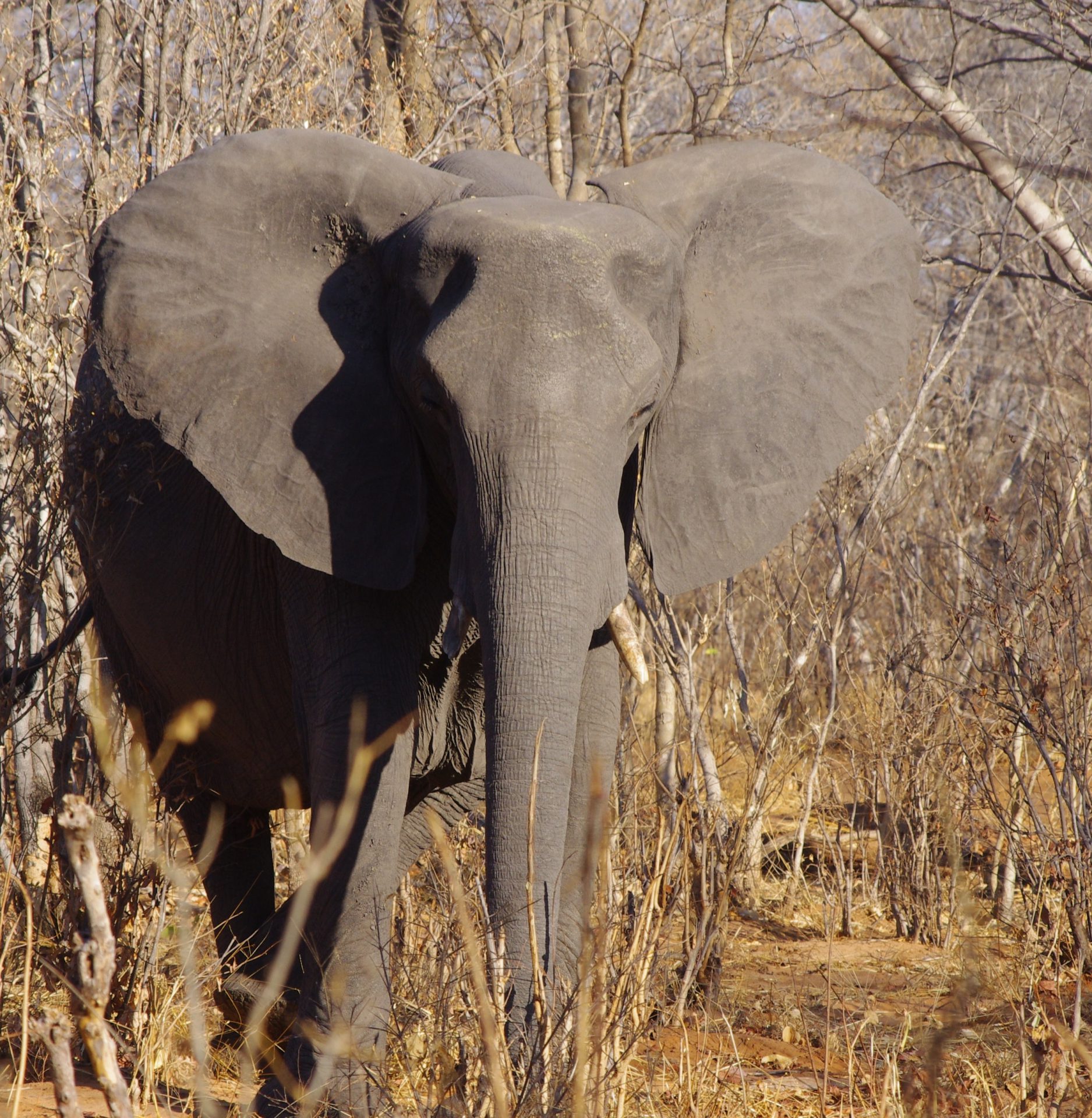 REPORTS: Opportunity for Action: Japan’s Legal Ivory Trade – Japan ...