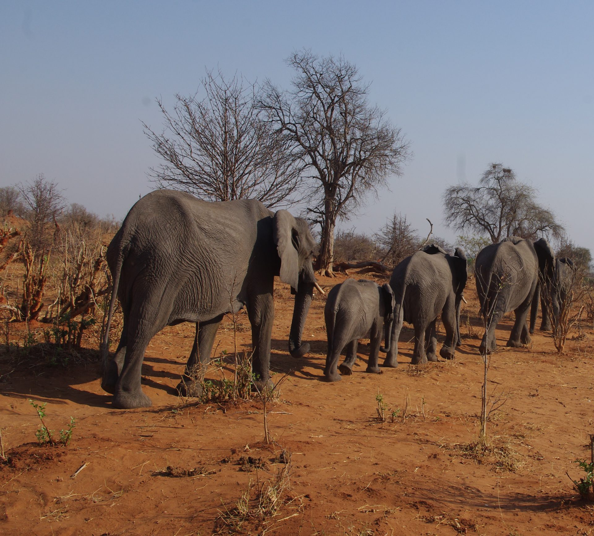 REPORT: Smugglers’ Source: Japan’s Legal Ivory Market – An Analysis of ...